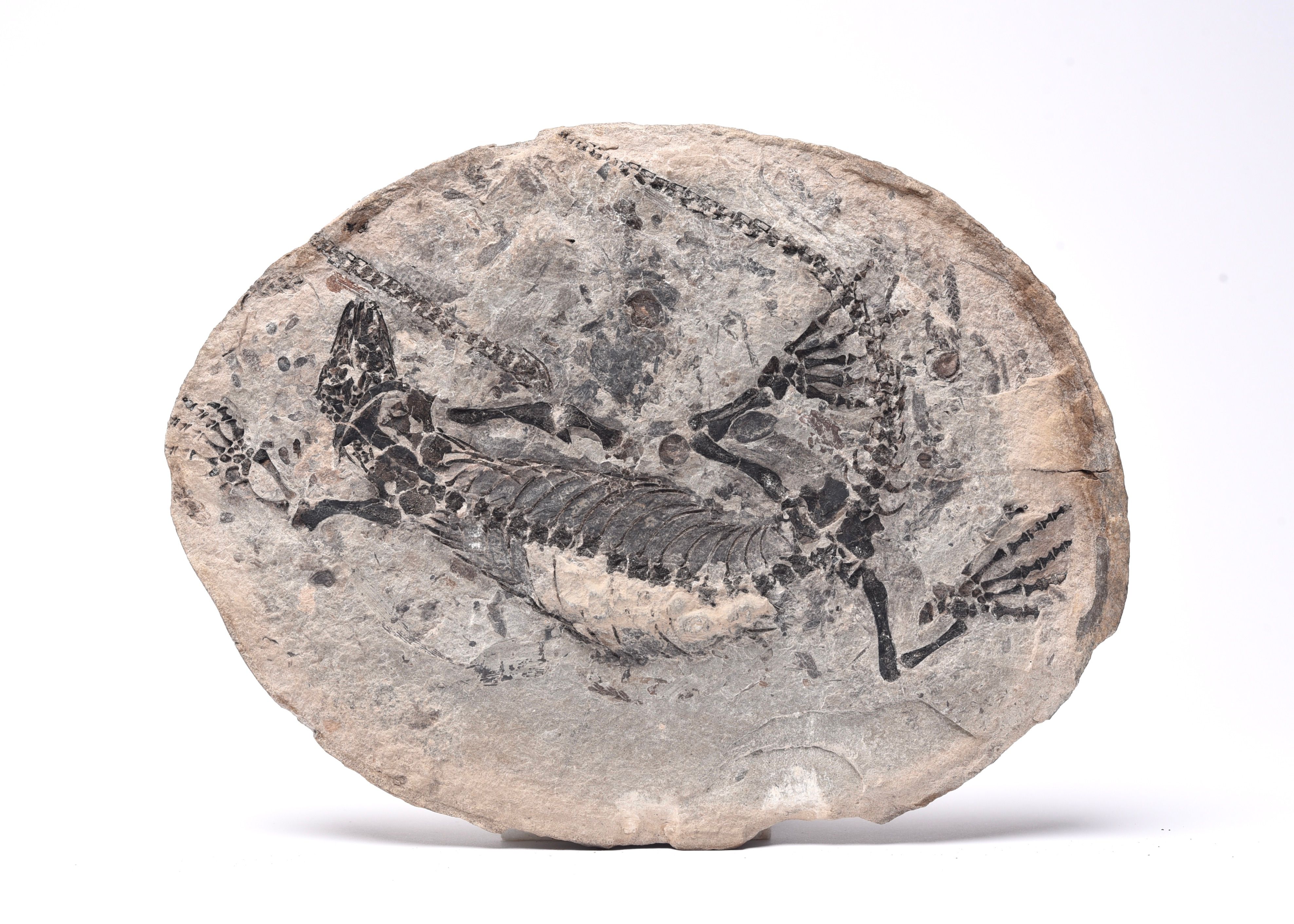 Barasaurus double all natural