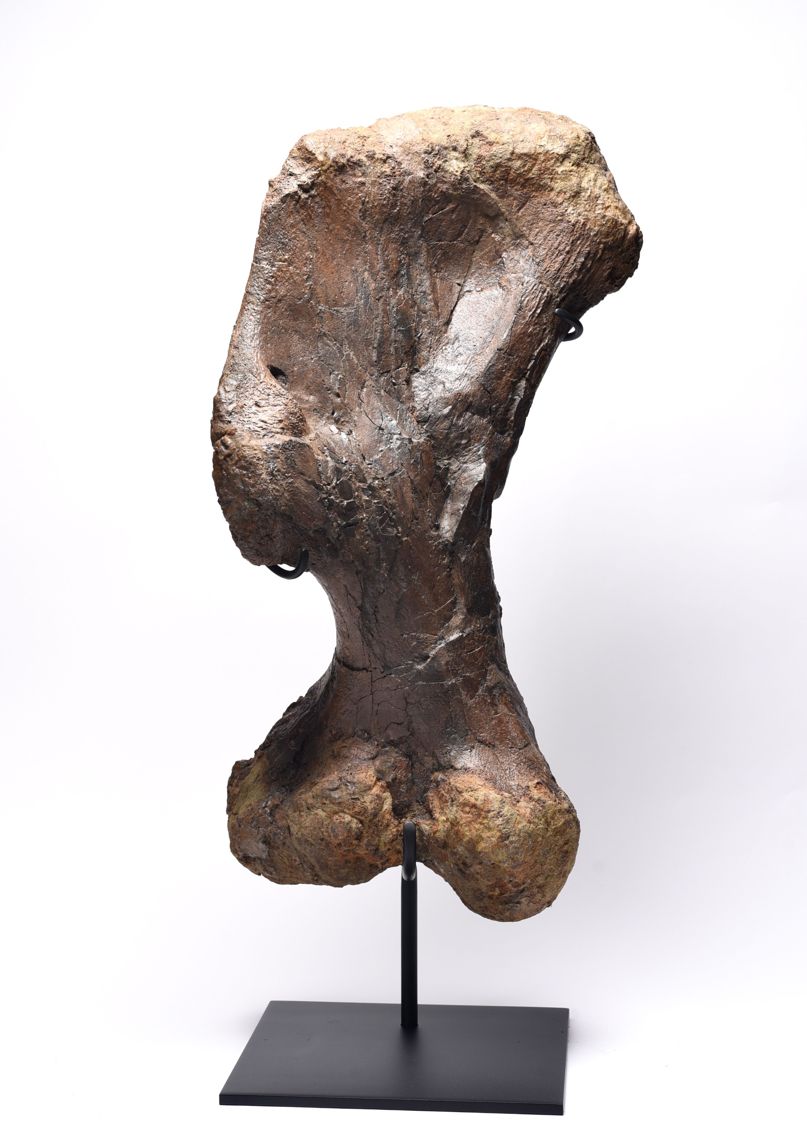 Huge Triceratops Humerus