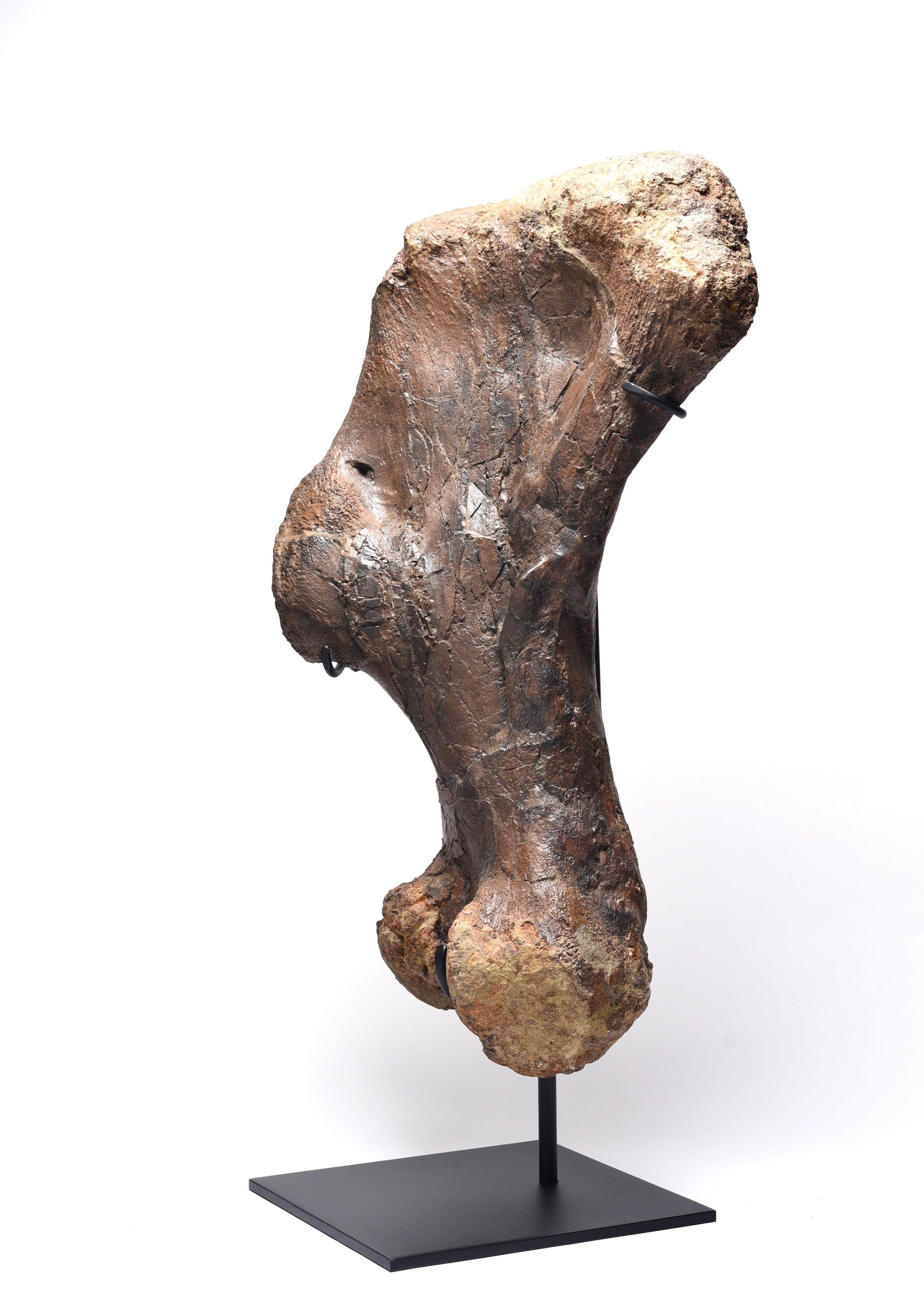 Huge Triceratops Humerus