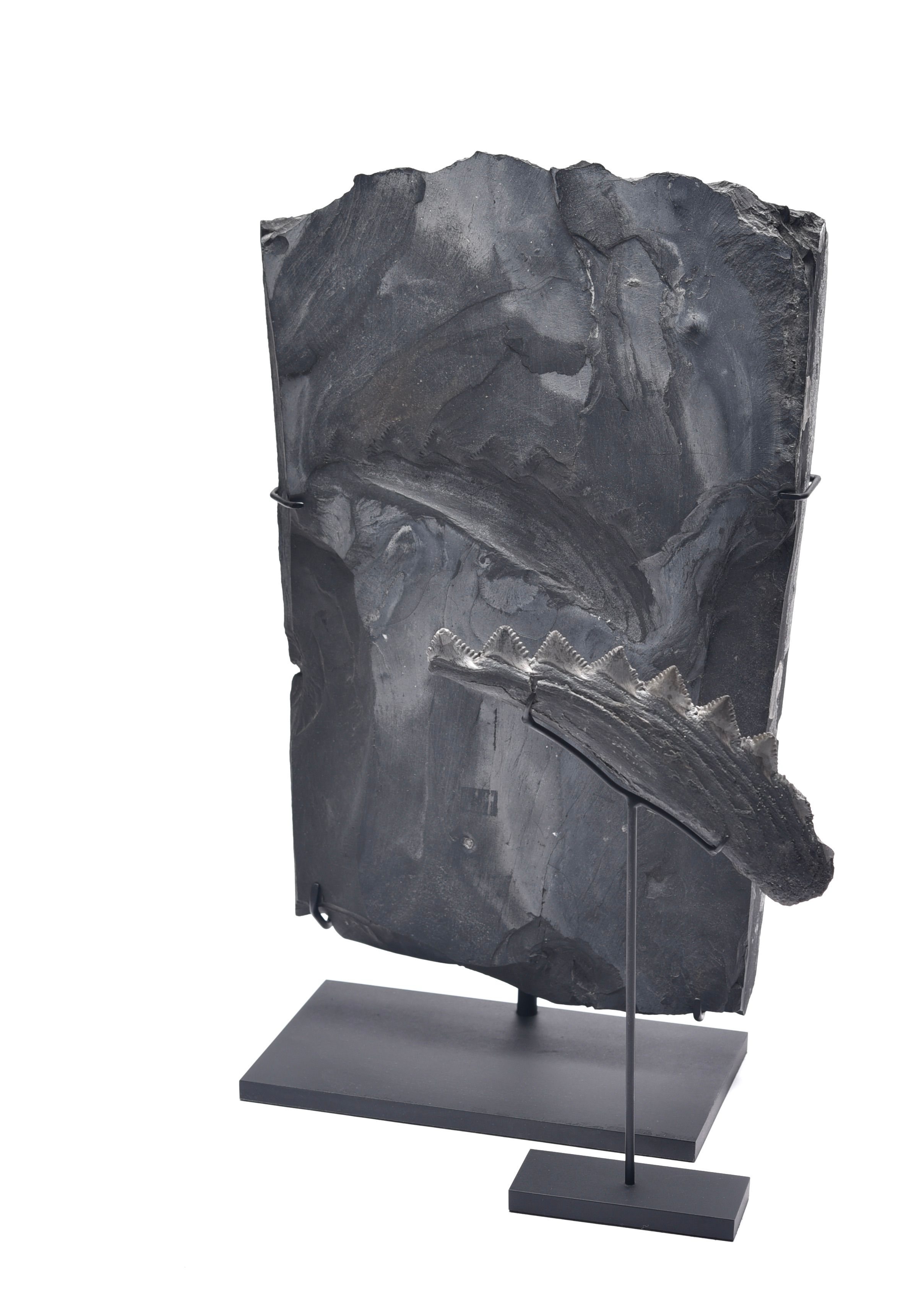 Edestus shark jaw with original matrix