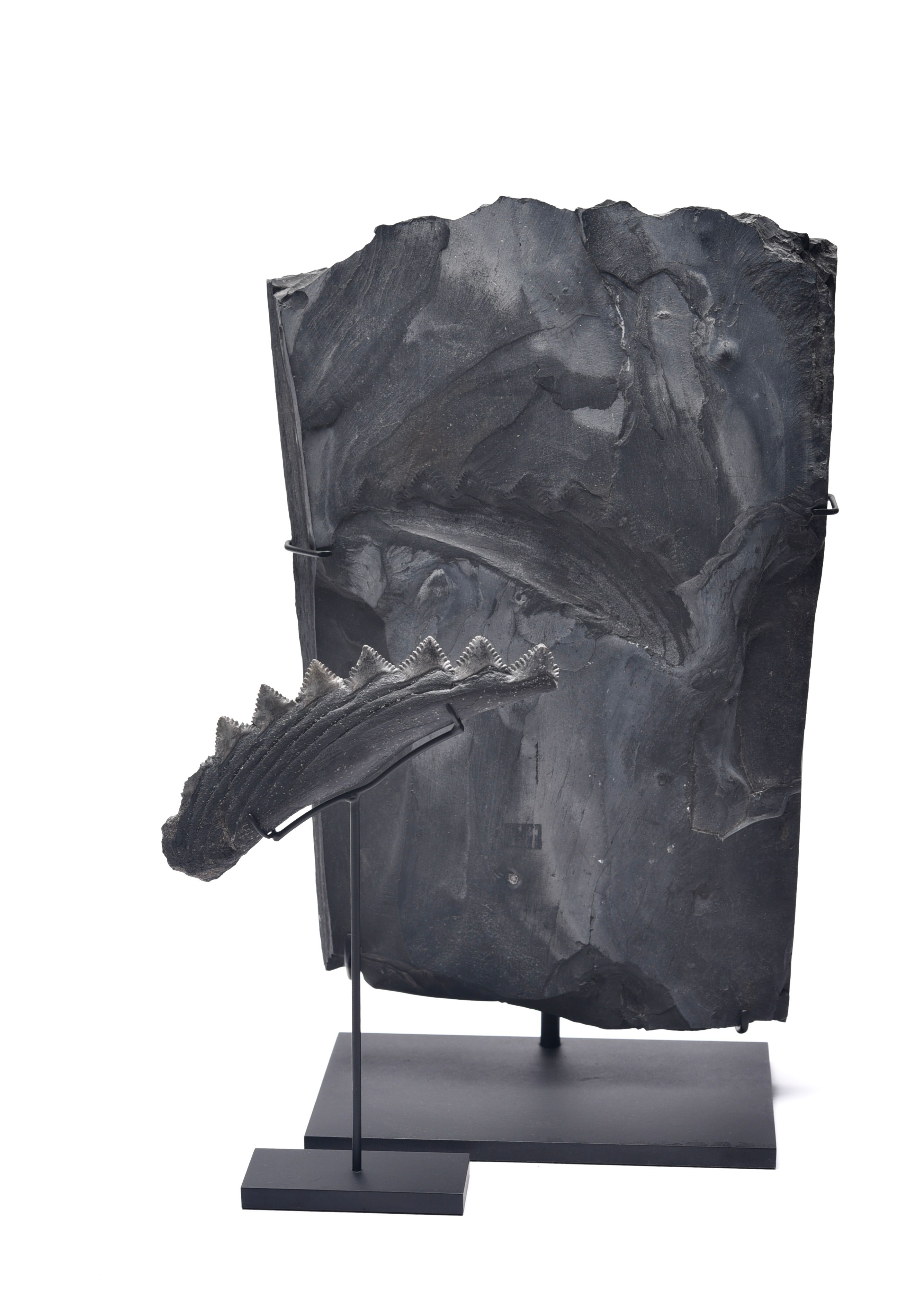 Edestus shark jaw with original matrix