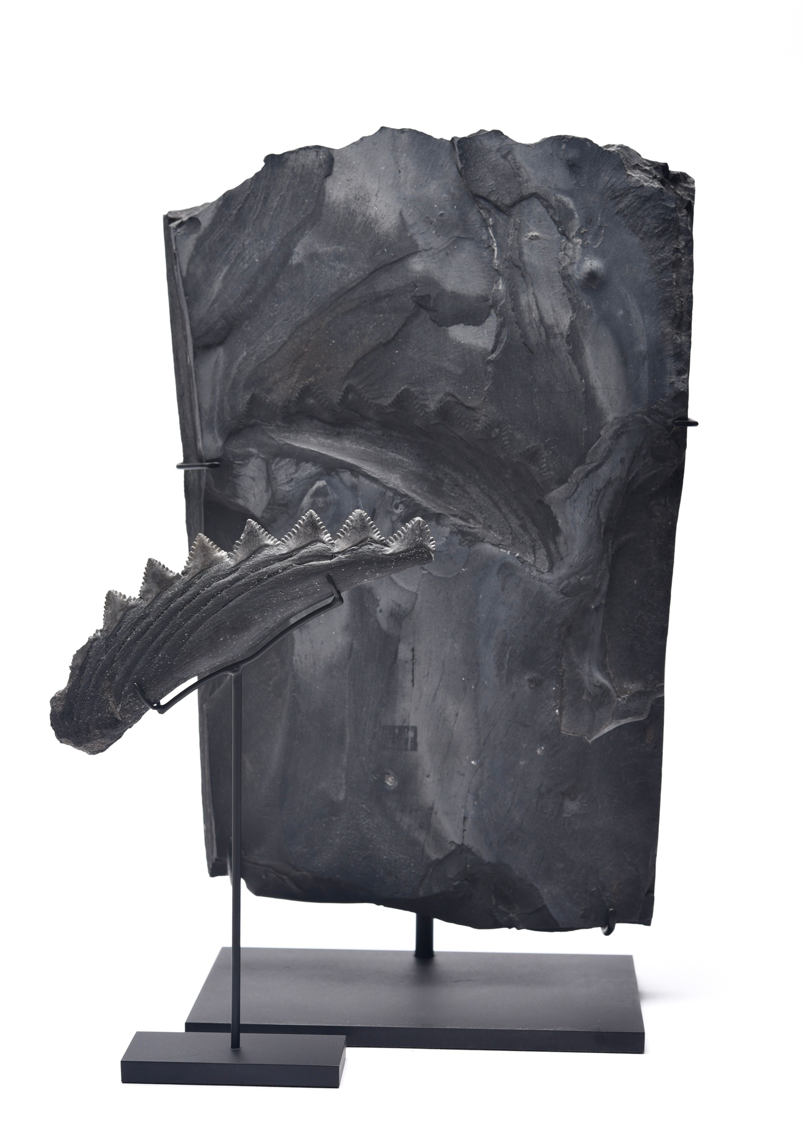 Edestus shark jaw with original matrix