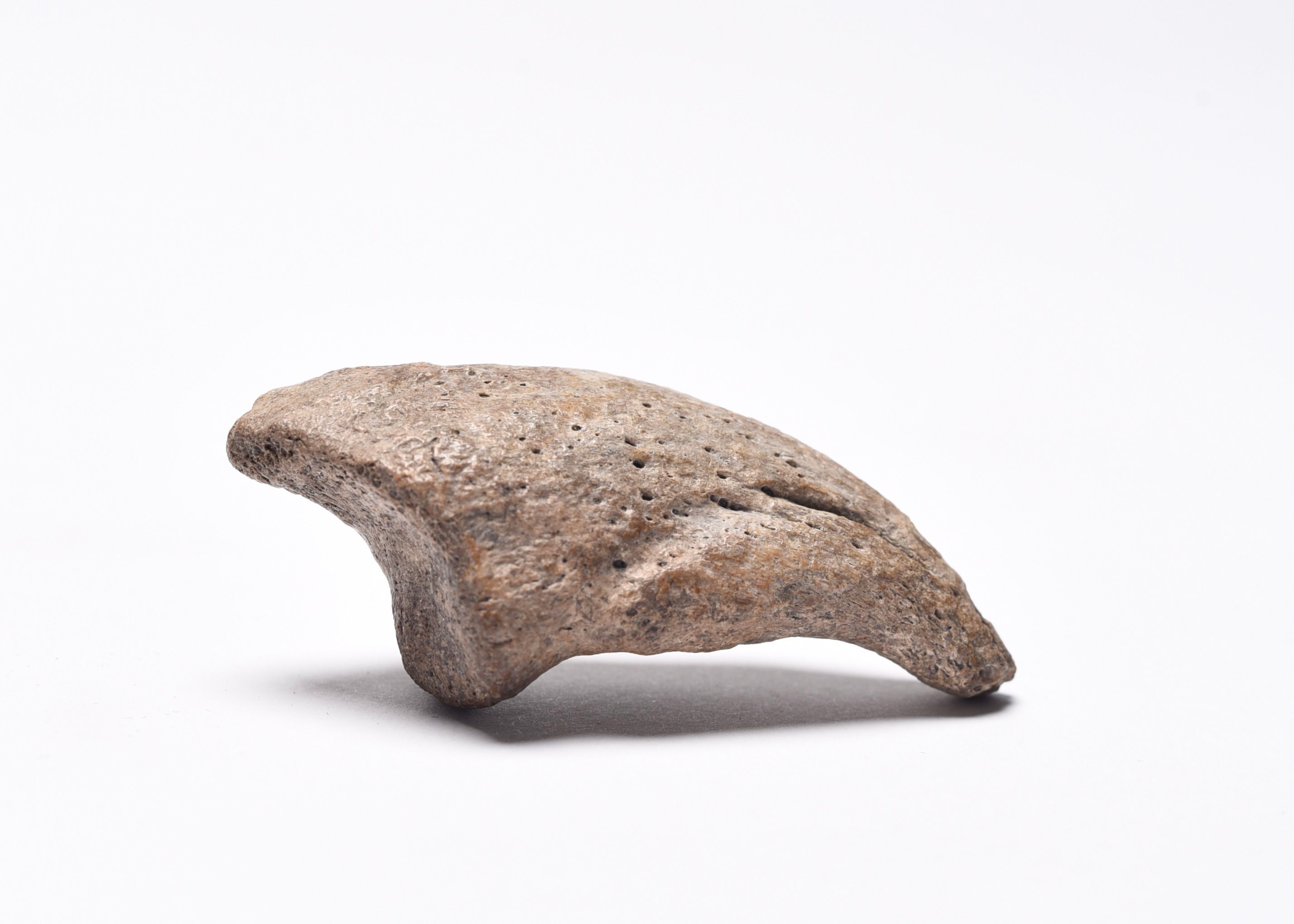 Majungatholus Abelisaurid theropod foot claw (very rare)