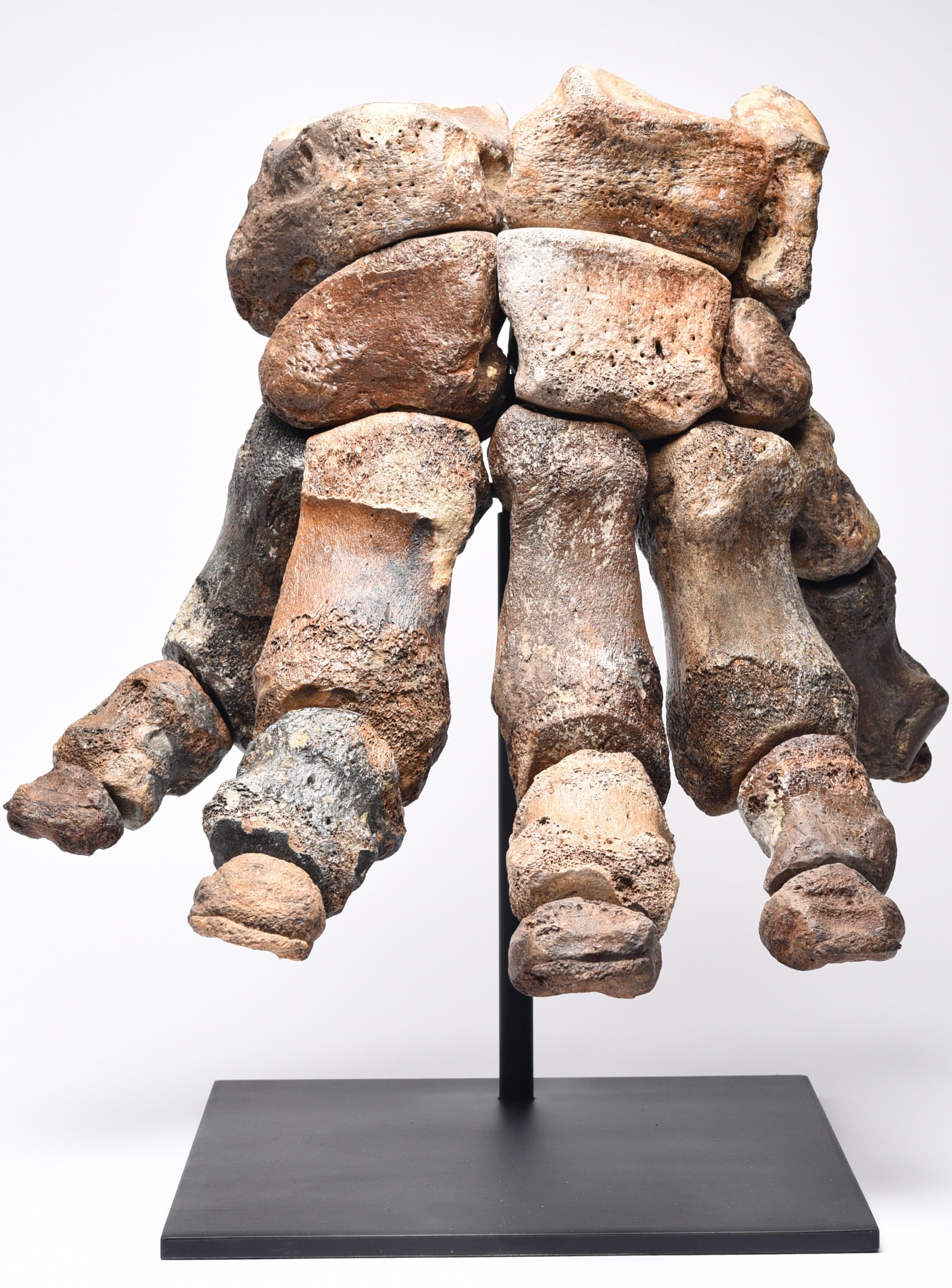 Mammoth foot