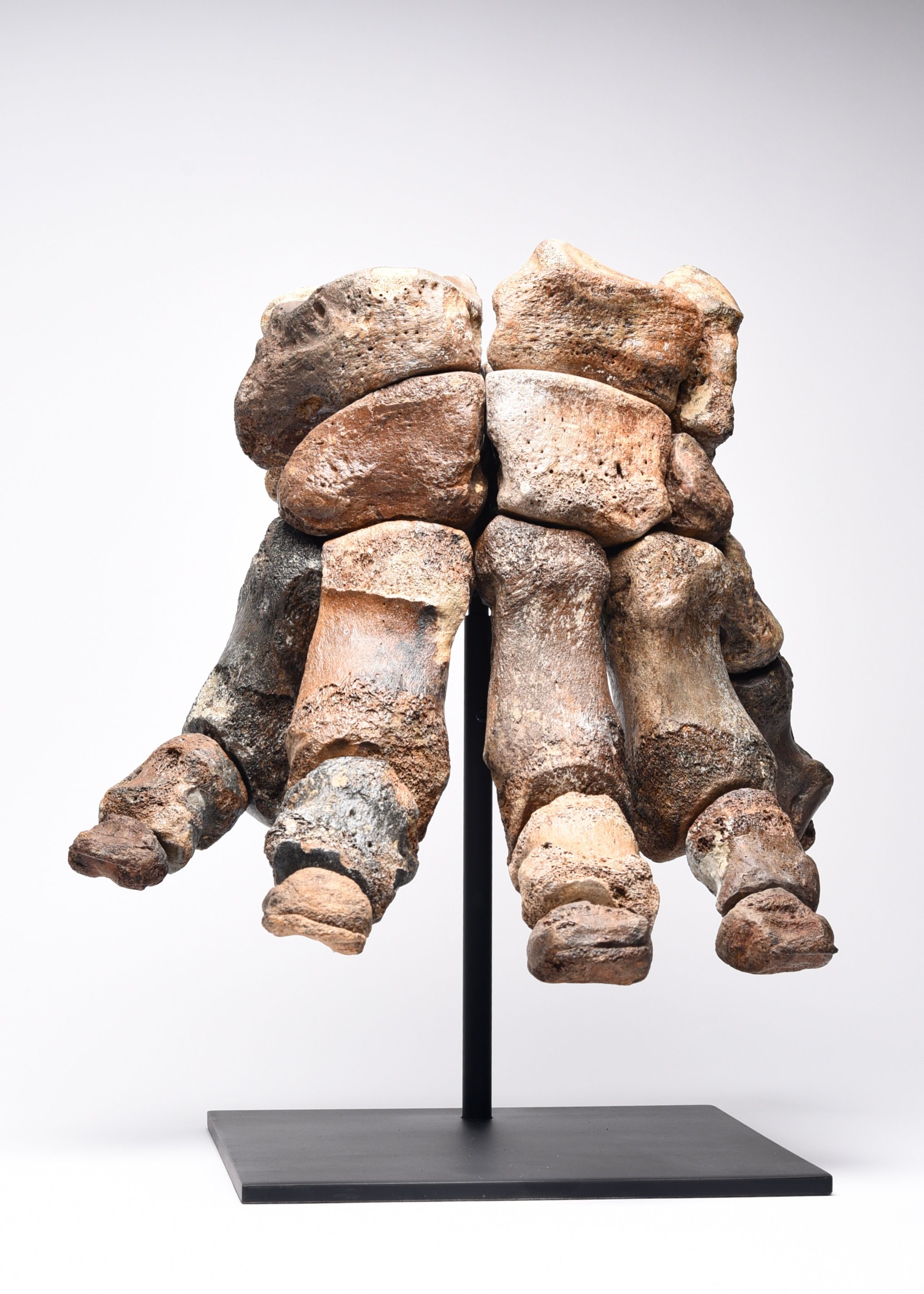 Mammoth foot