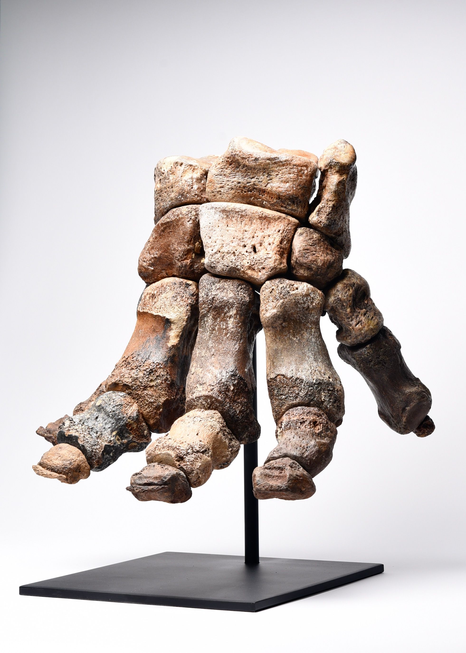 Mammoth foot