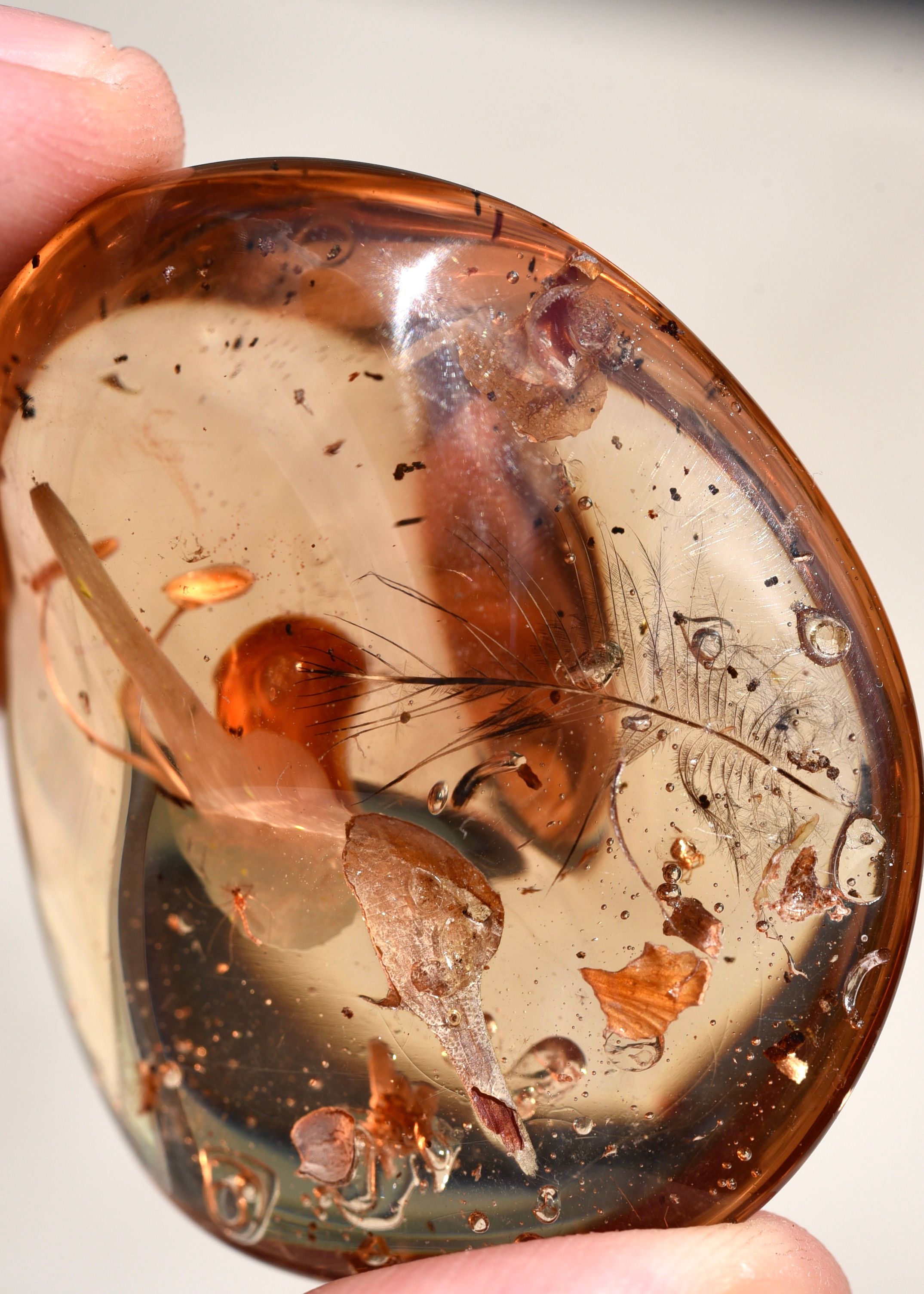 Amber with feather