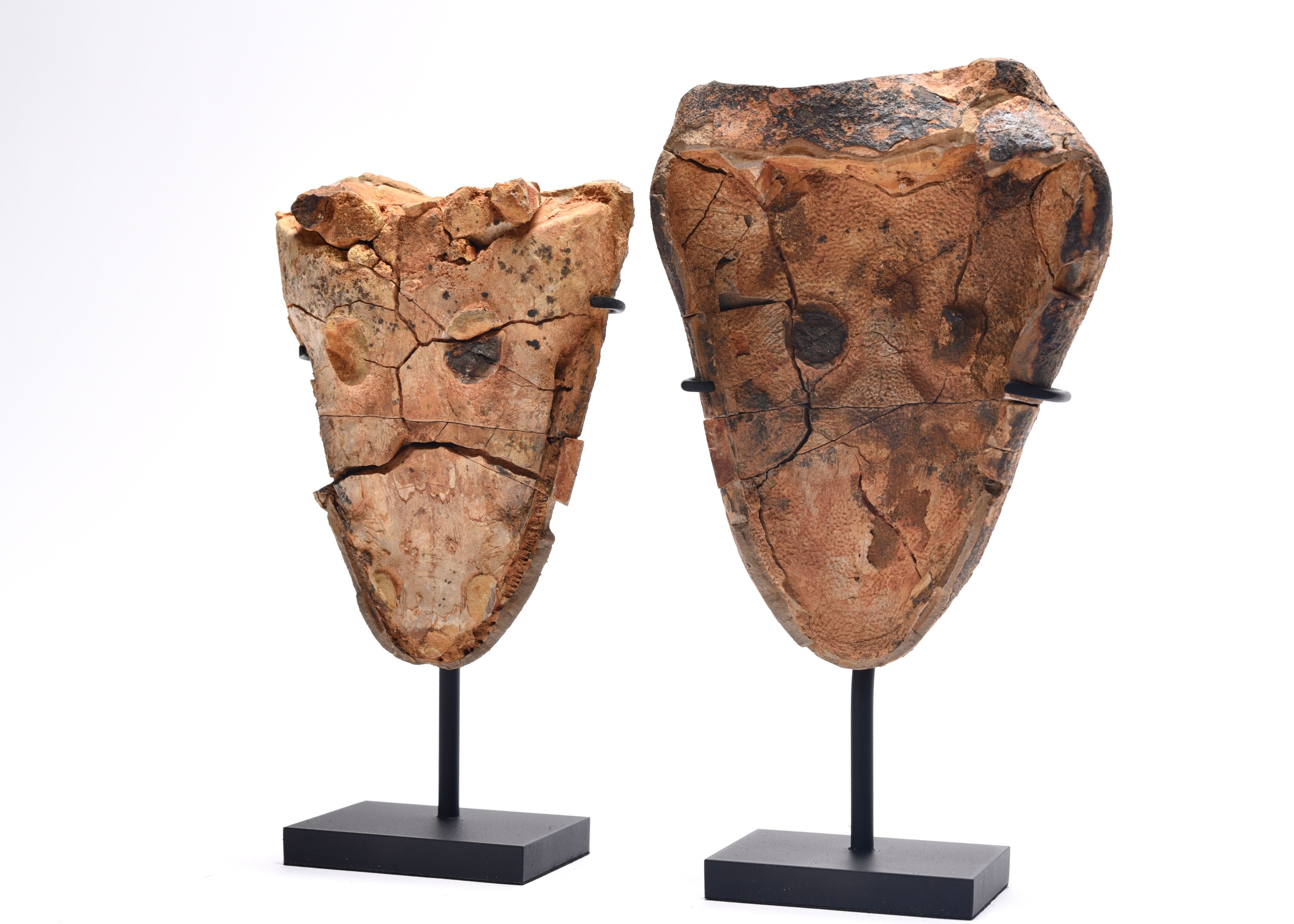 Wantzosaurus elongatus