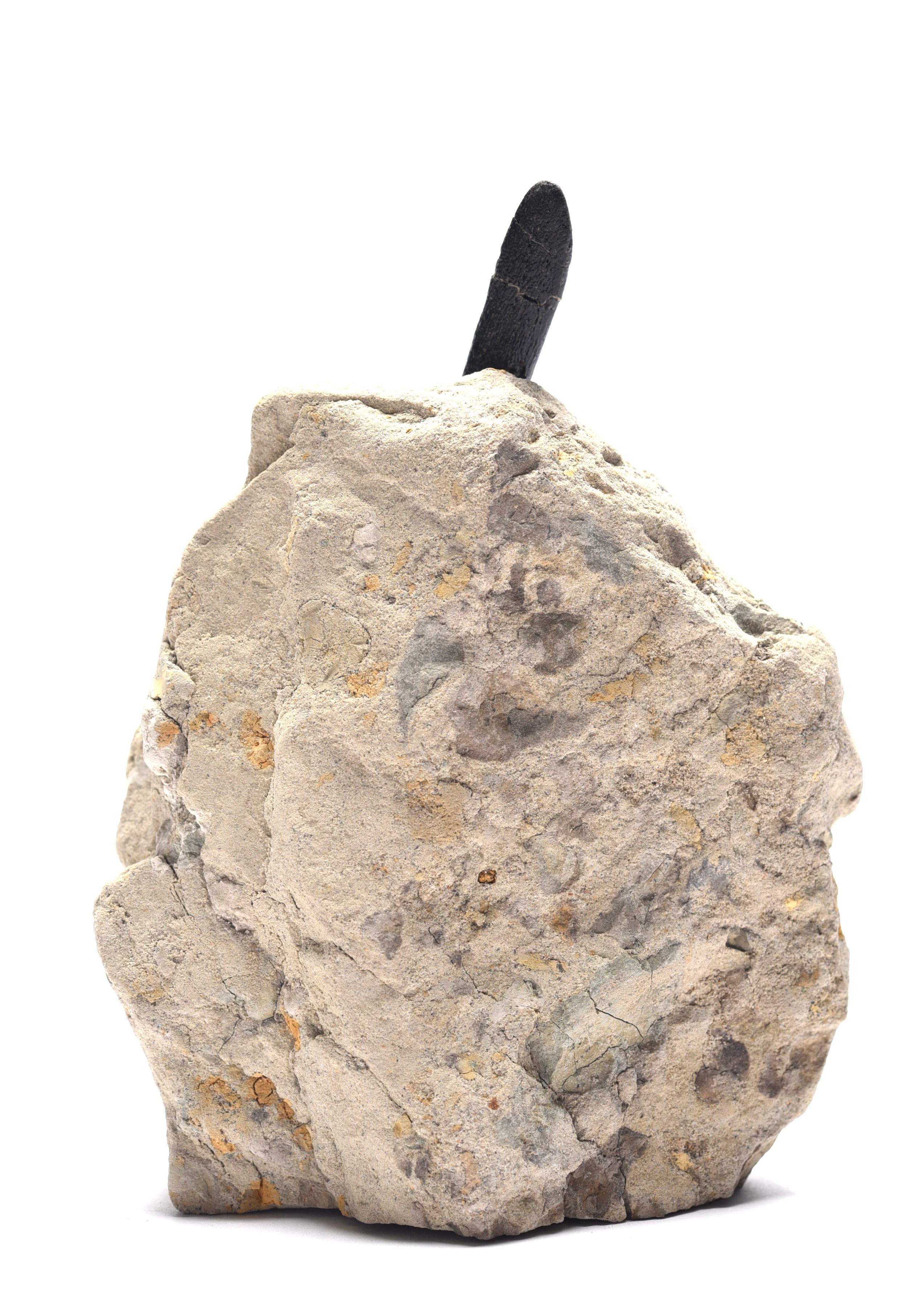 Fully rooted Diplodocus tooth on matrix