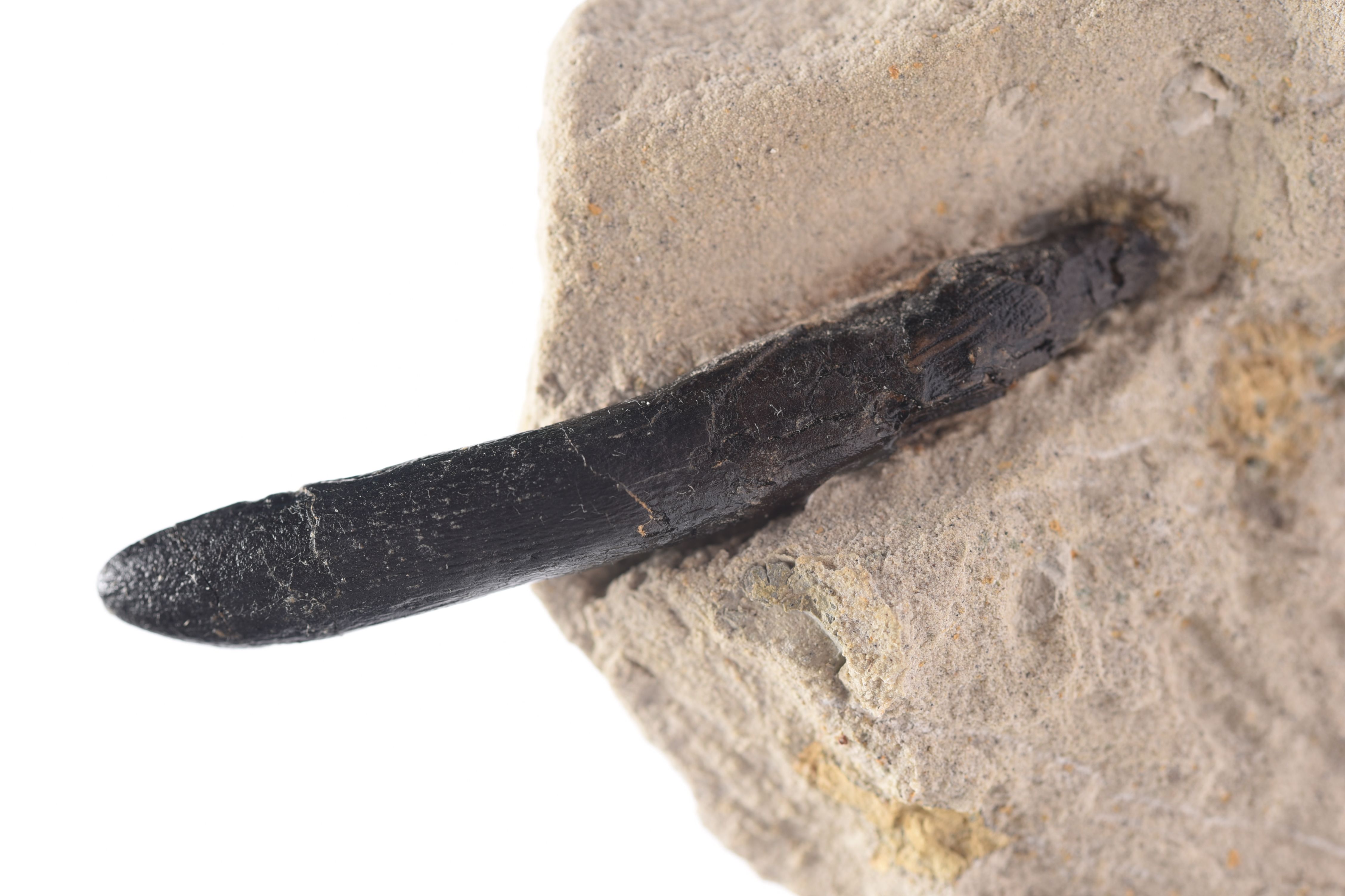 Fully rooted Diplodocus tooth on matrix