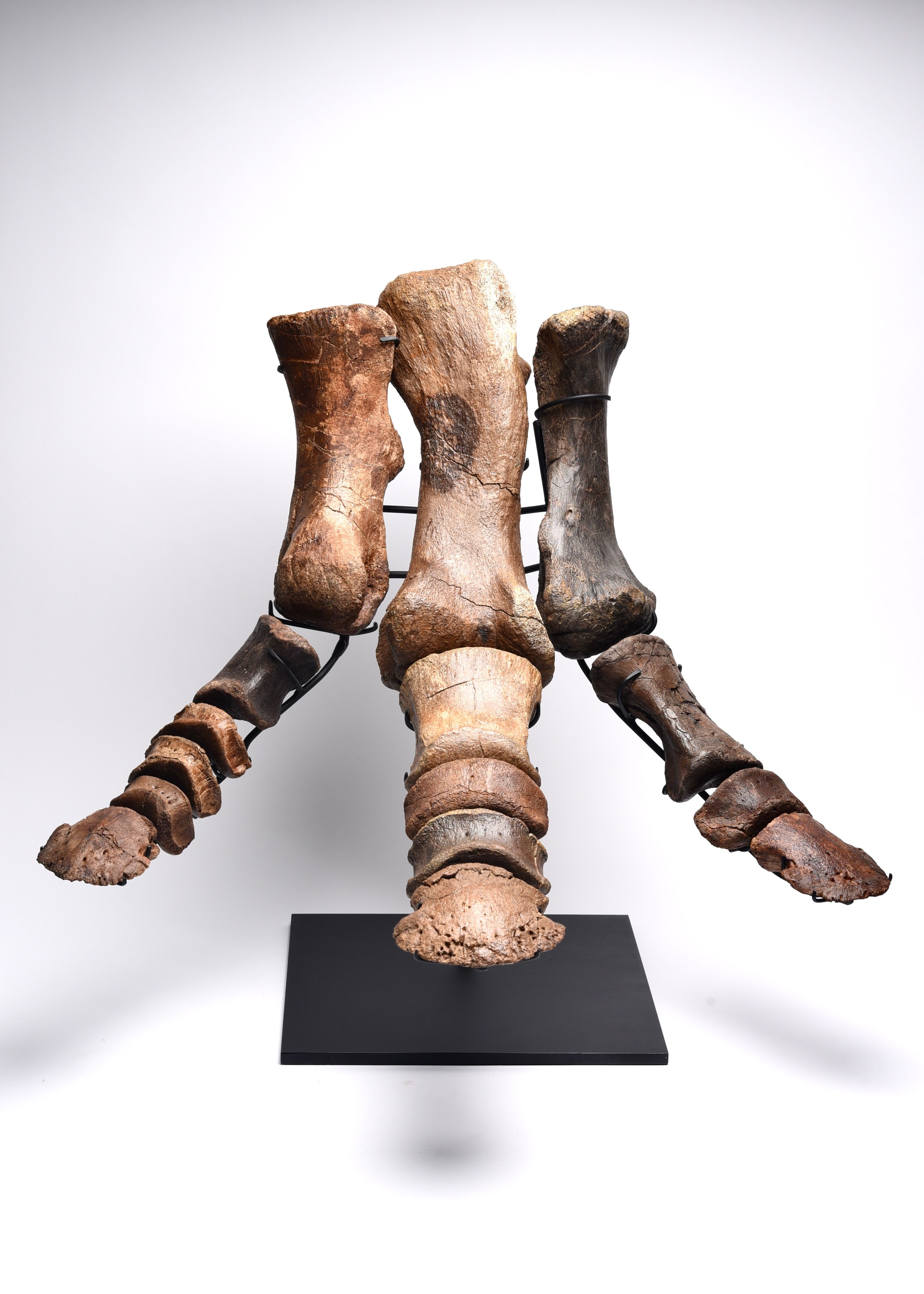 Edmontosaurus foot