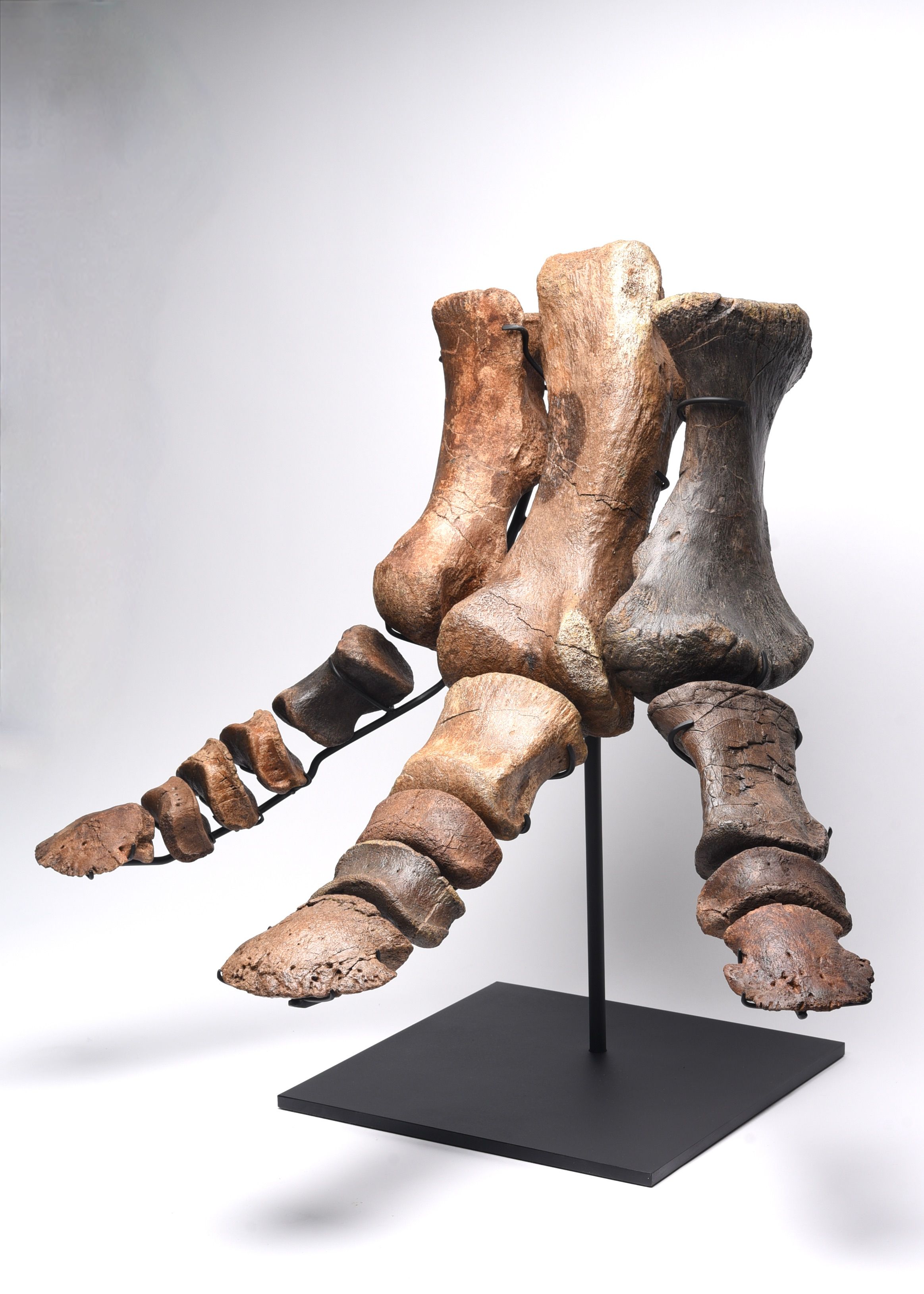 Edmontosaurus foot