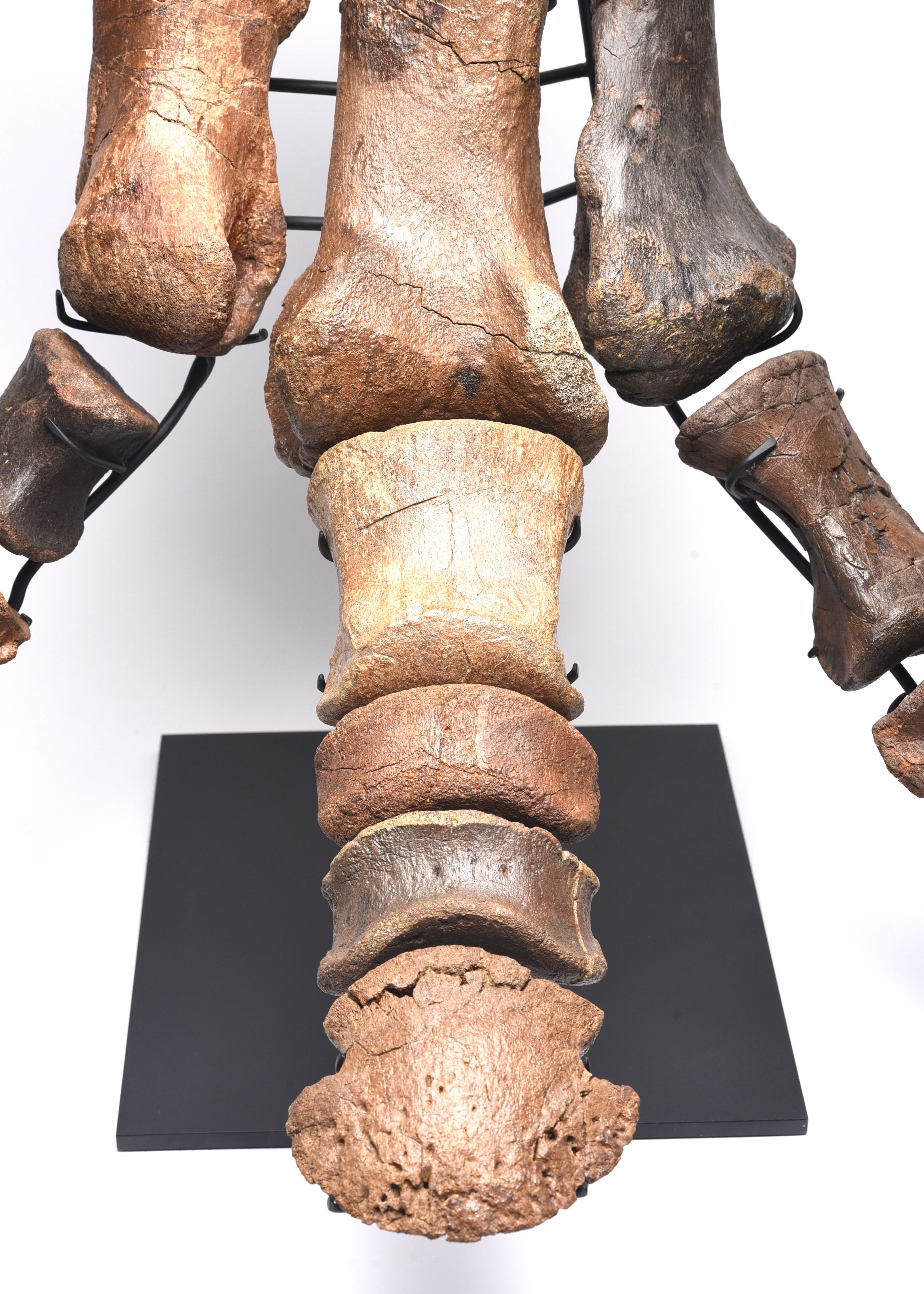 Edmontosaurus foot