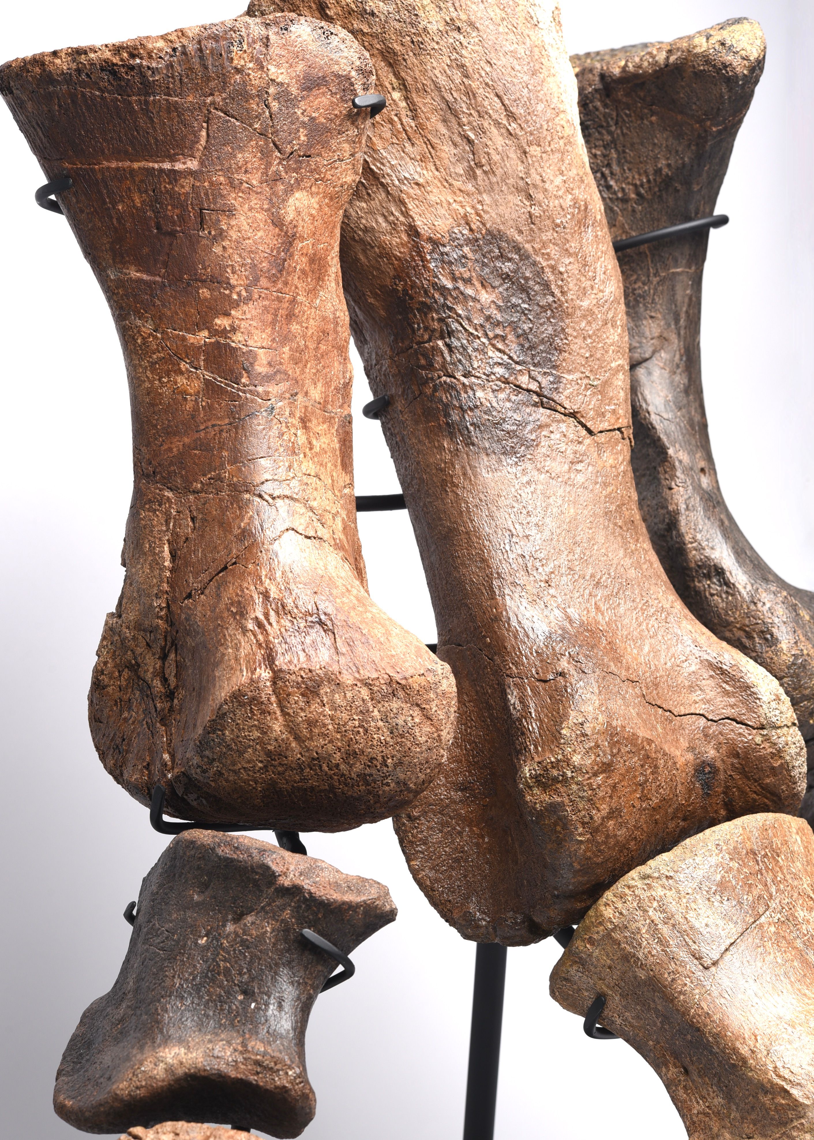 Edmontosaurus foot