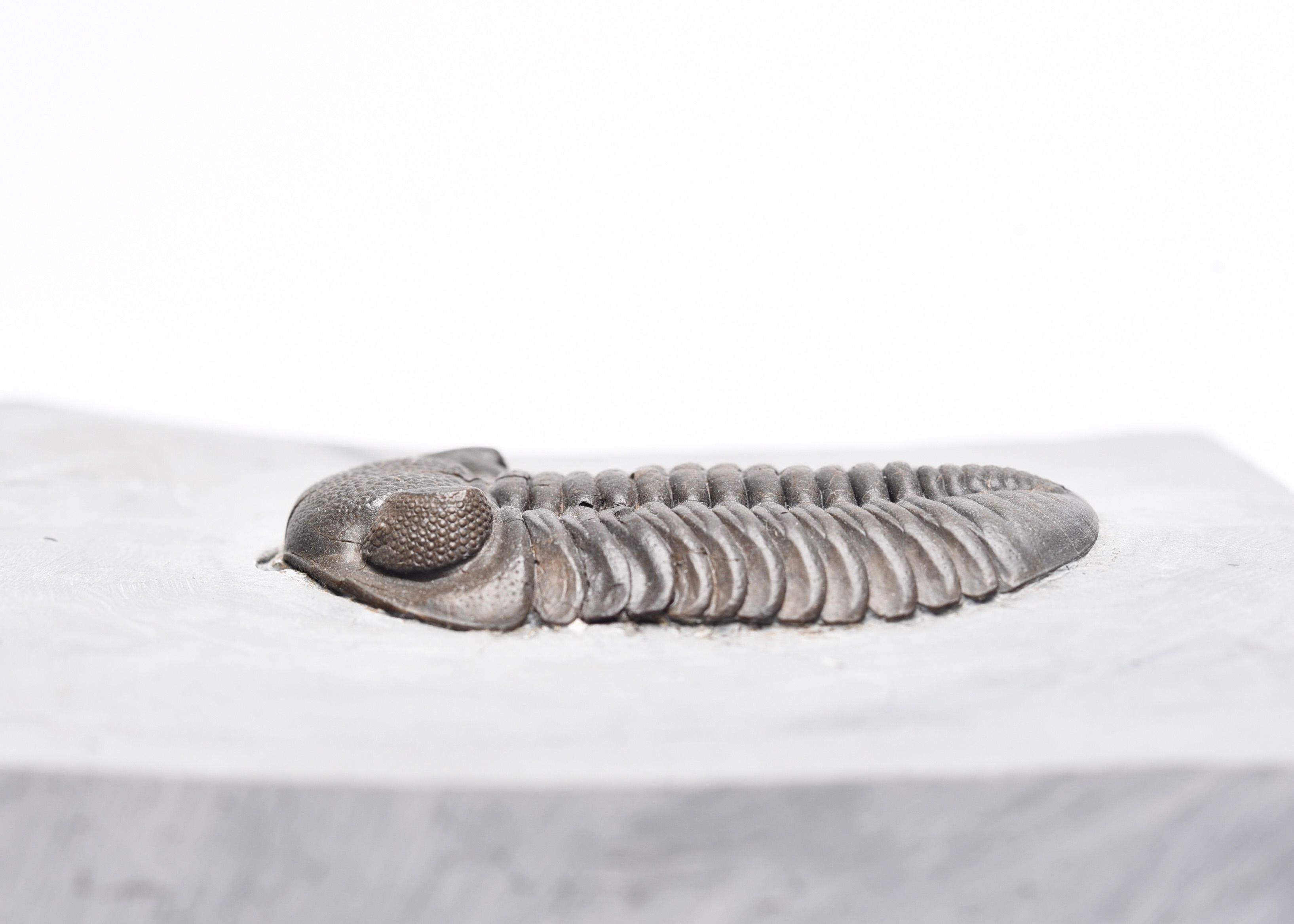 Phacops rana milleri of top quality