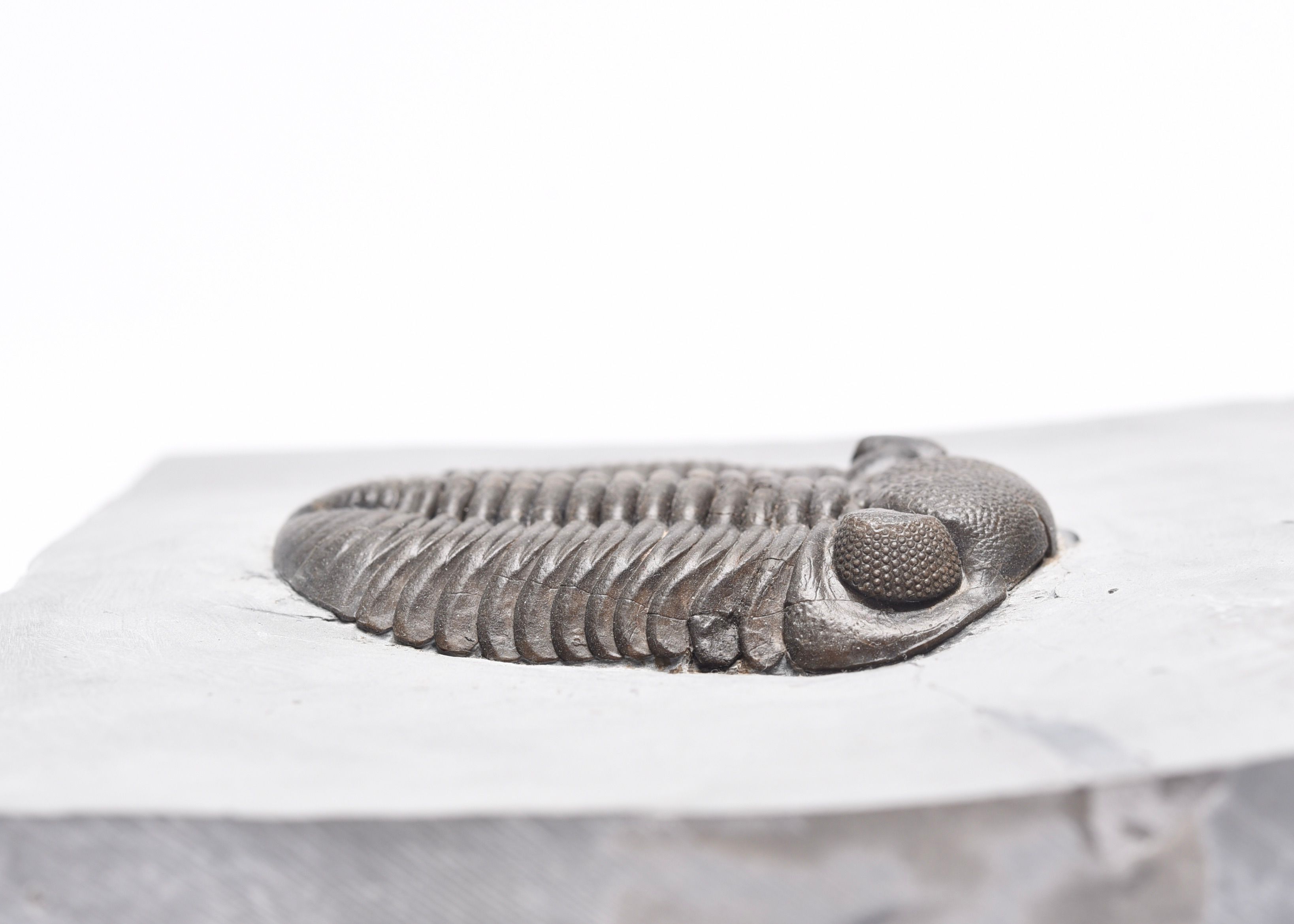 Phacops rana milleri of top quality