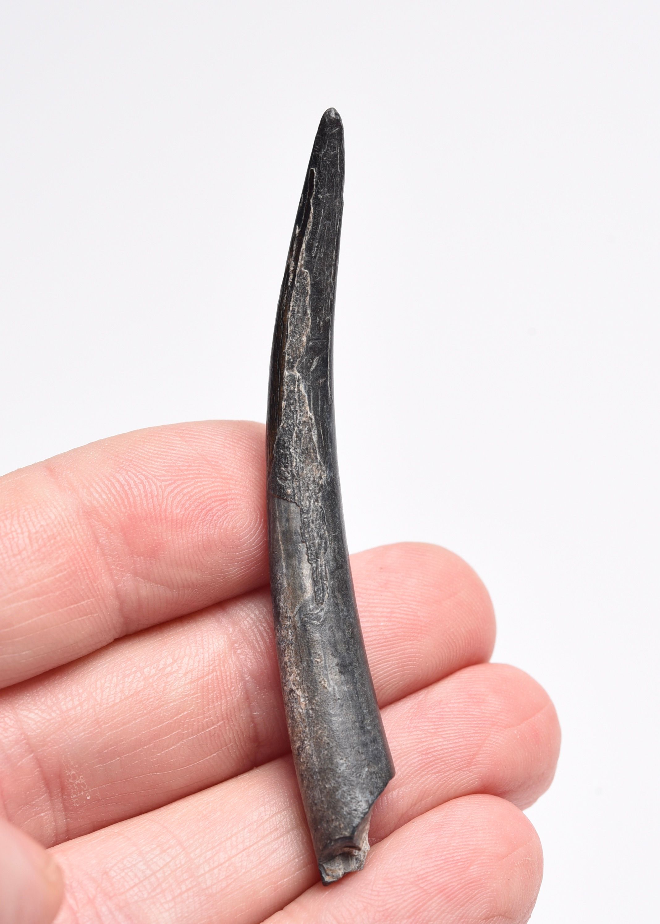 Ornithocheirus Pterosaur tooth