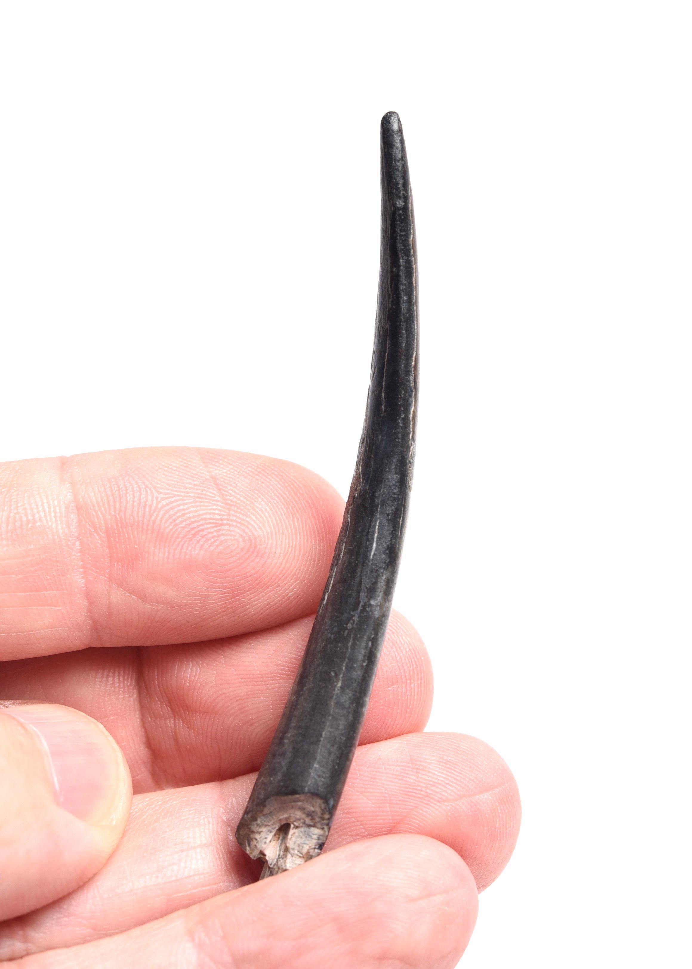 Ornithocheirus Pterosaur tooth