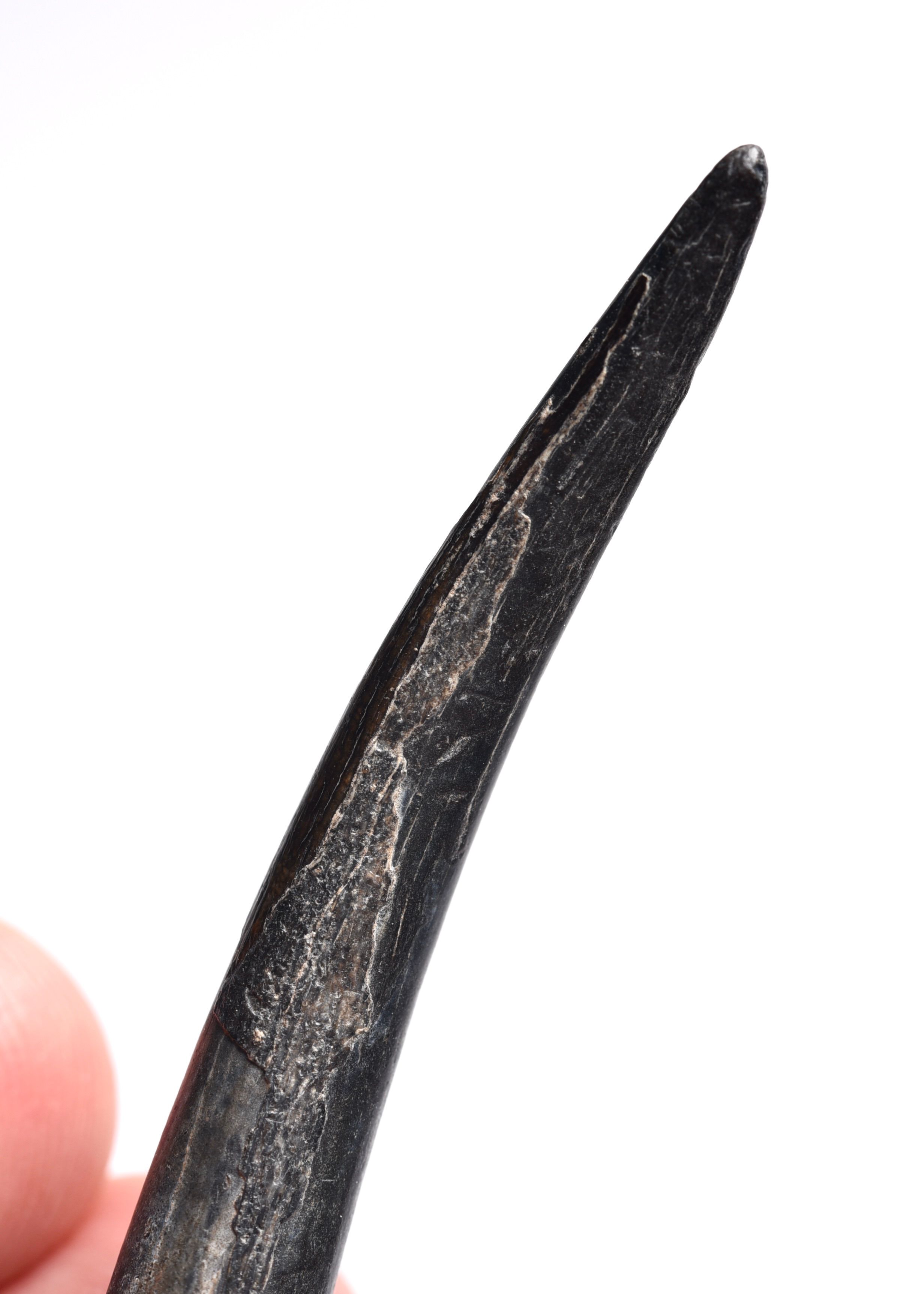 Ornithocheirus Pterosaur tooth