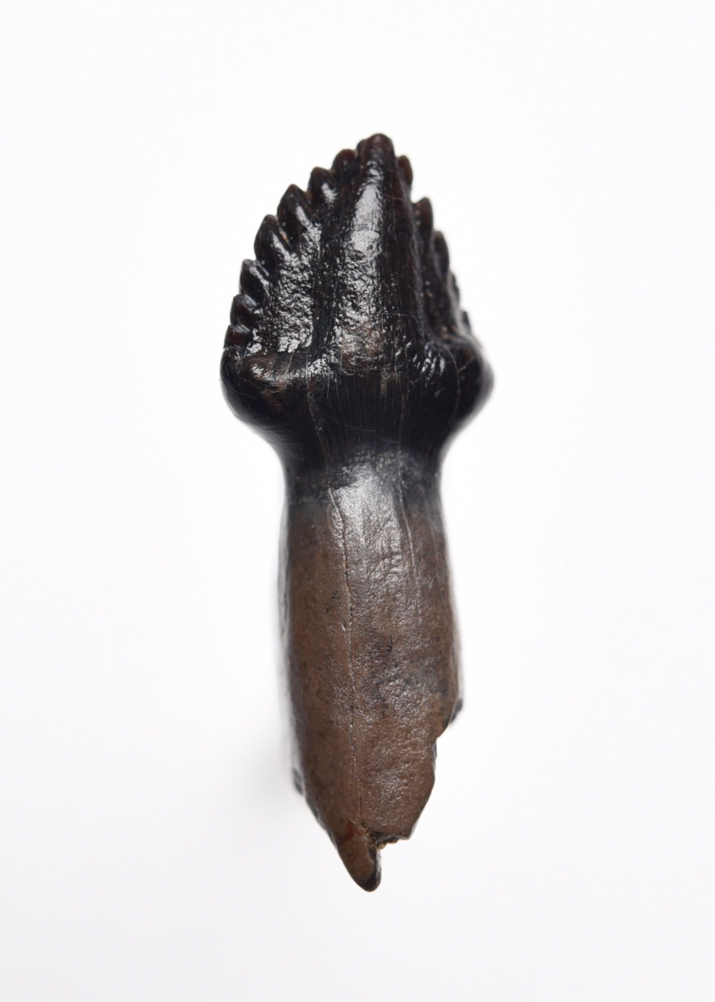 Pachycephalosaurus rooted tooth