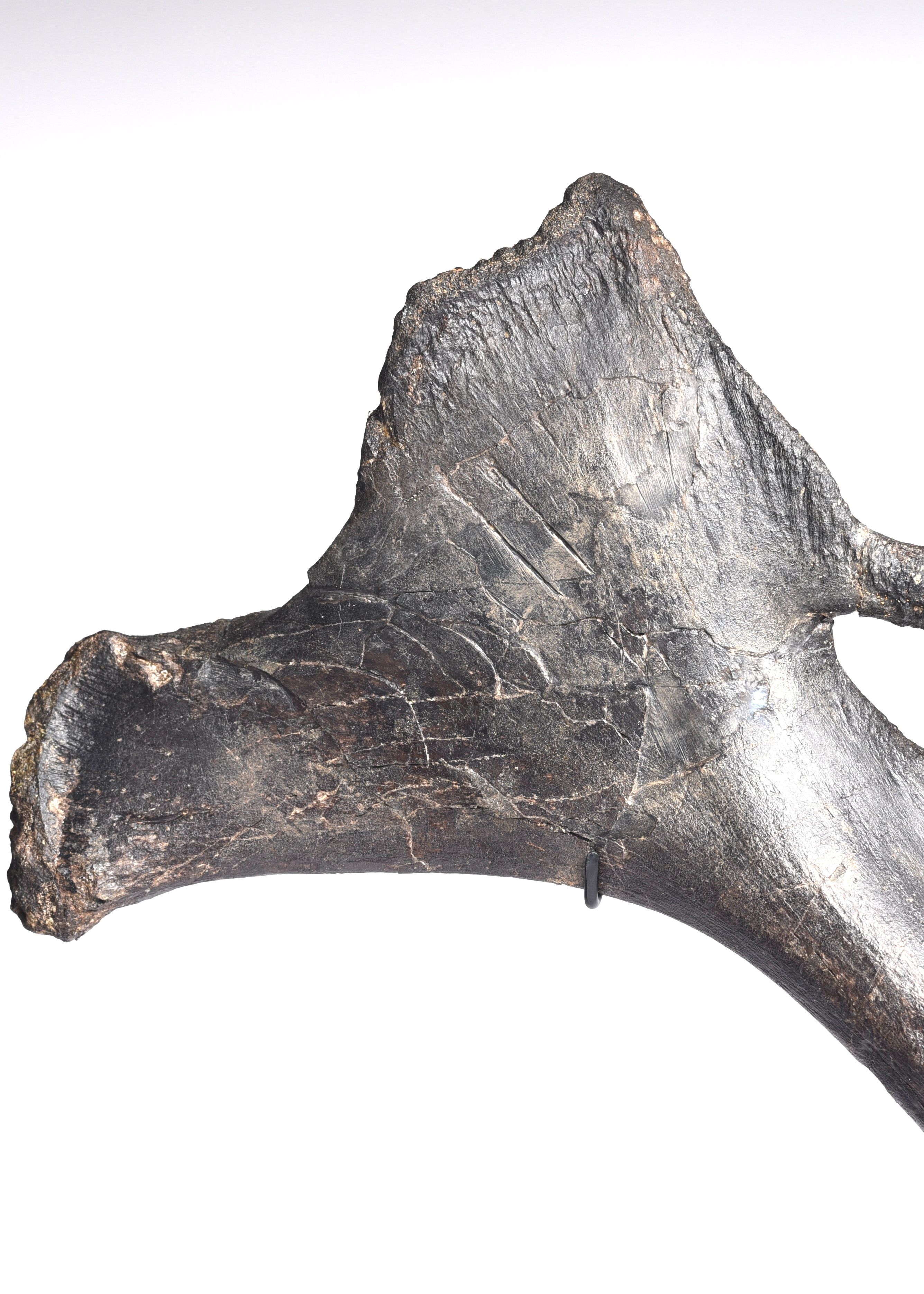 Hadrosaur Ischium with predation marks