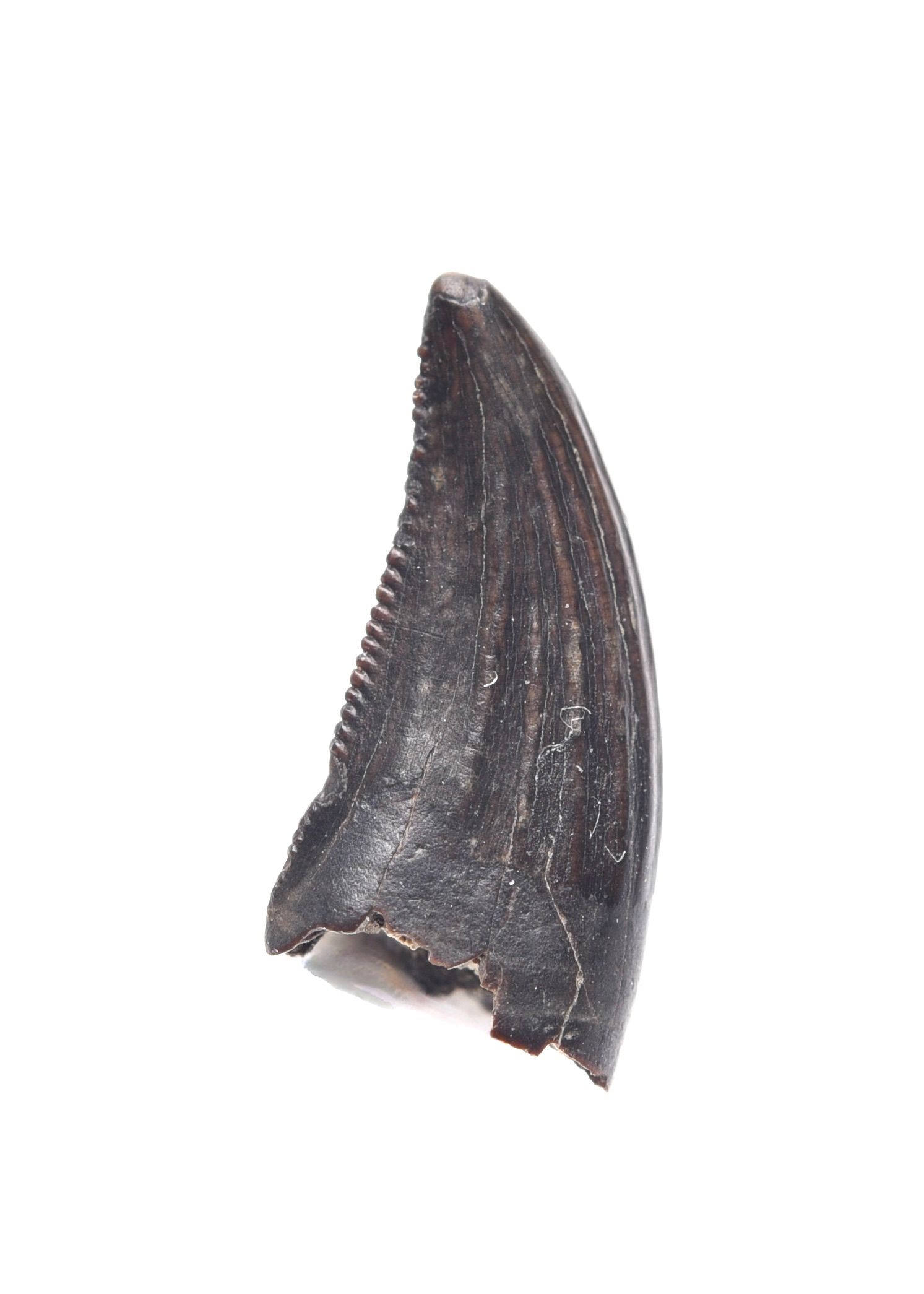 Paronychodon Troodonit tooth