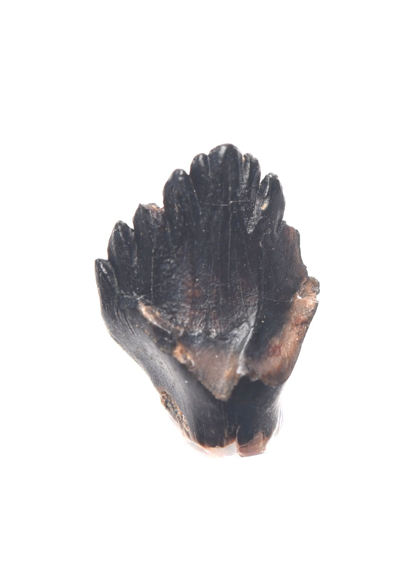 Pachycephalosaurus tooth
