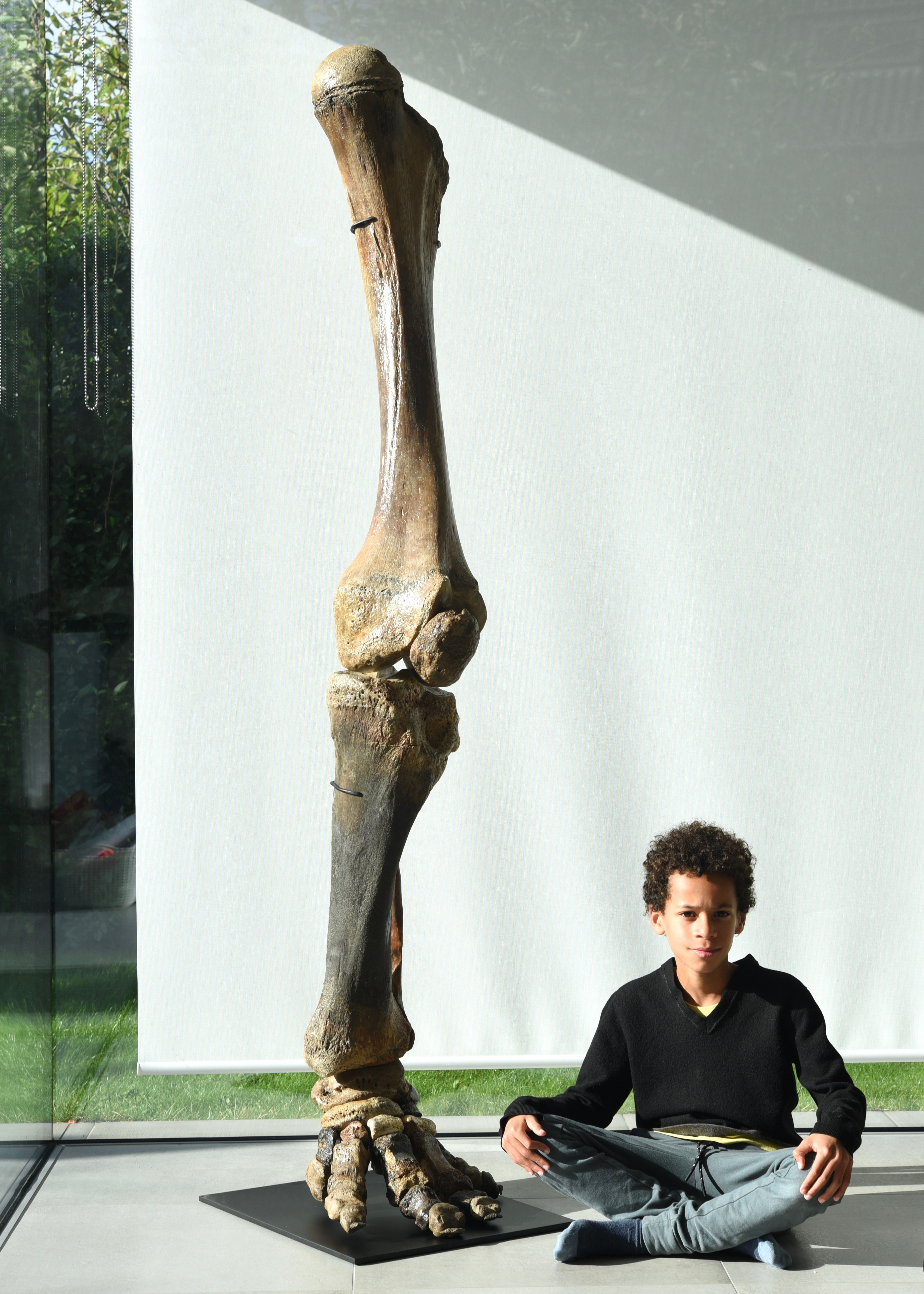 Mammoth leg