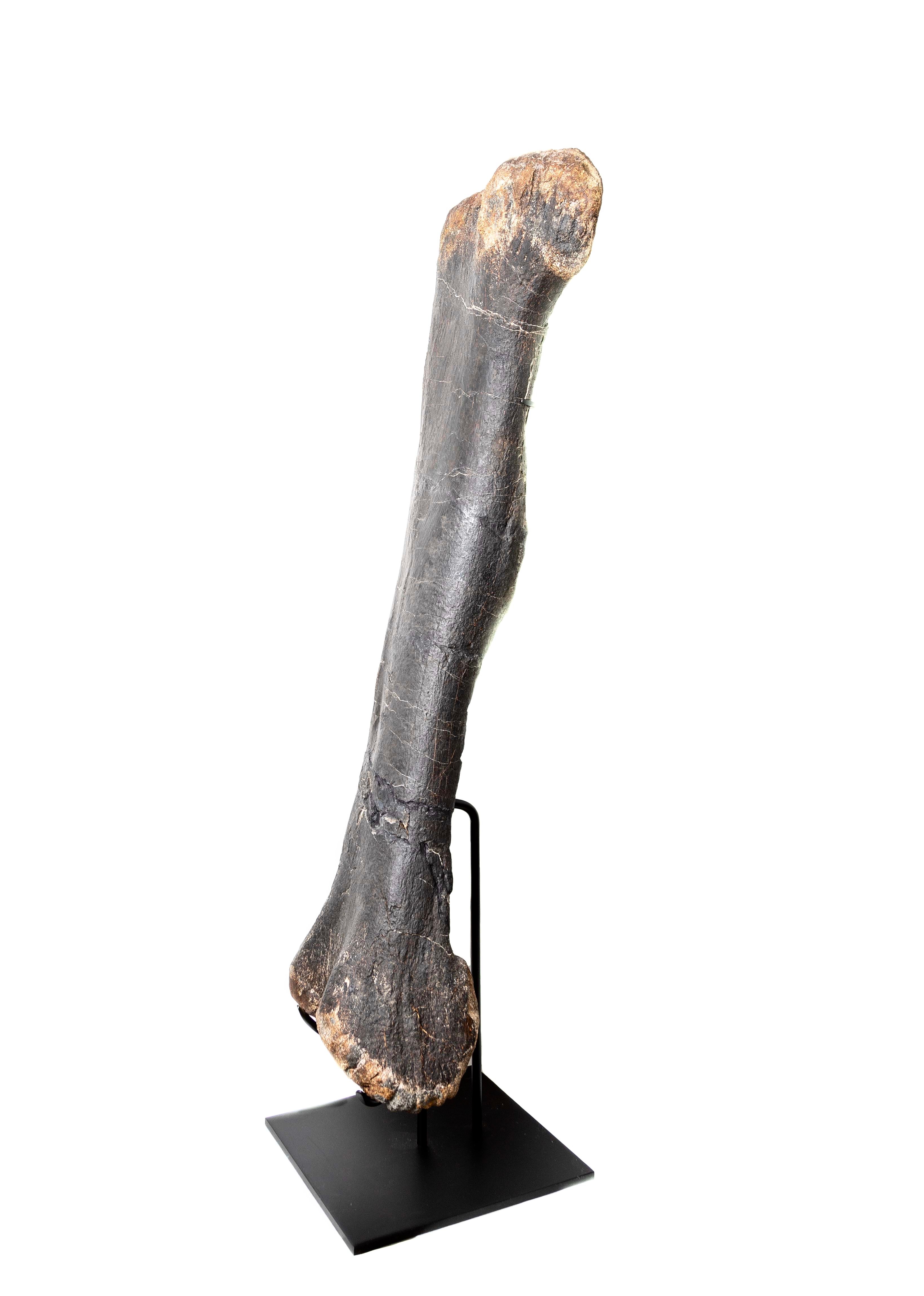 Leg bone of a Diplodocus