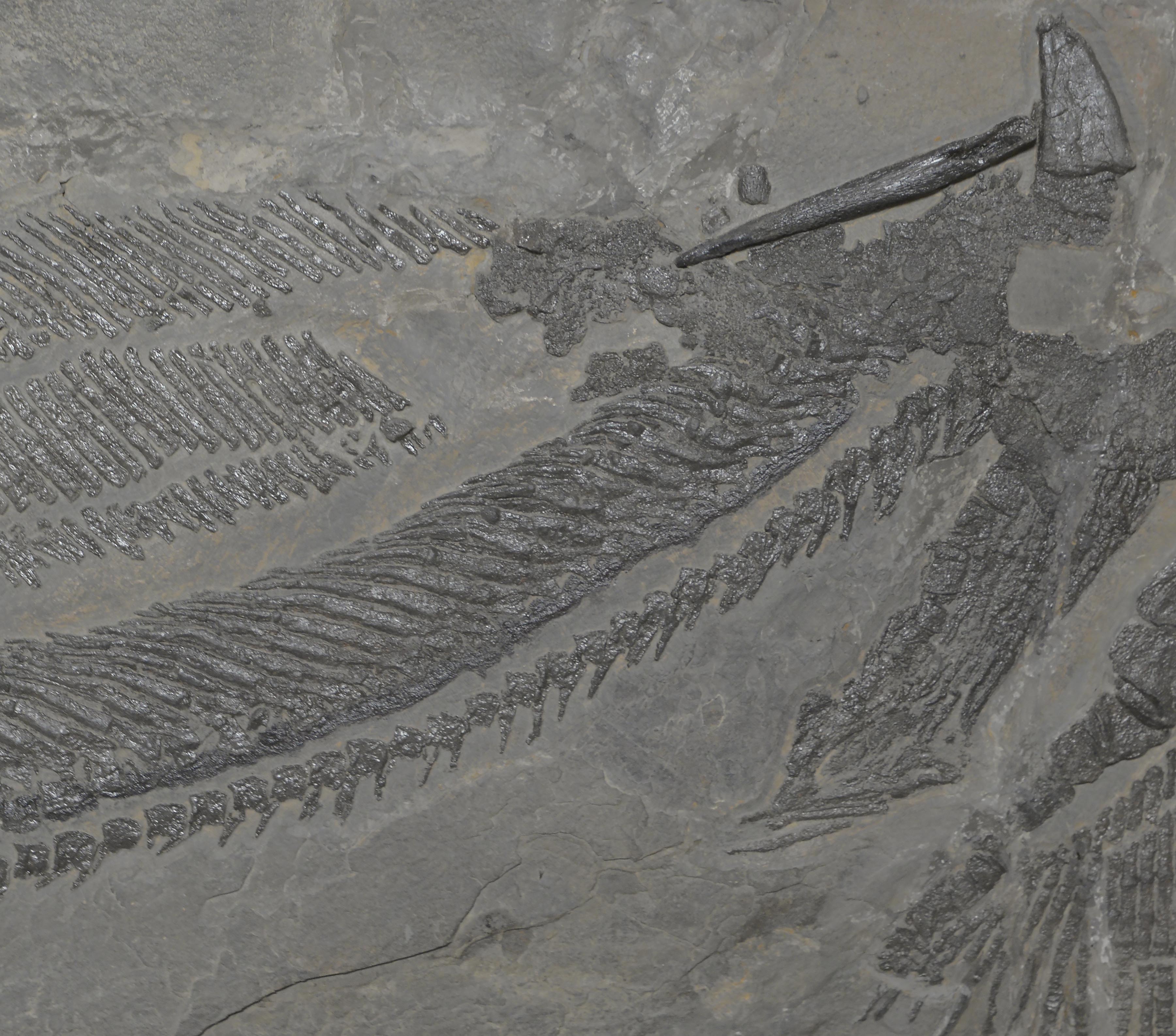 Orthacanthus senckenbergianus Museum quality