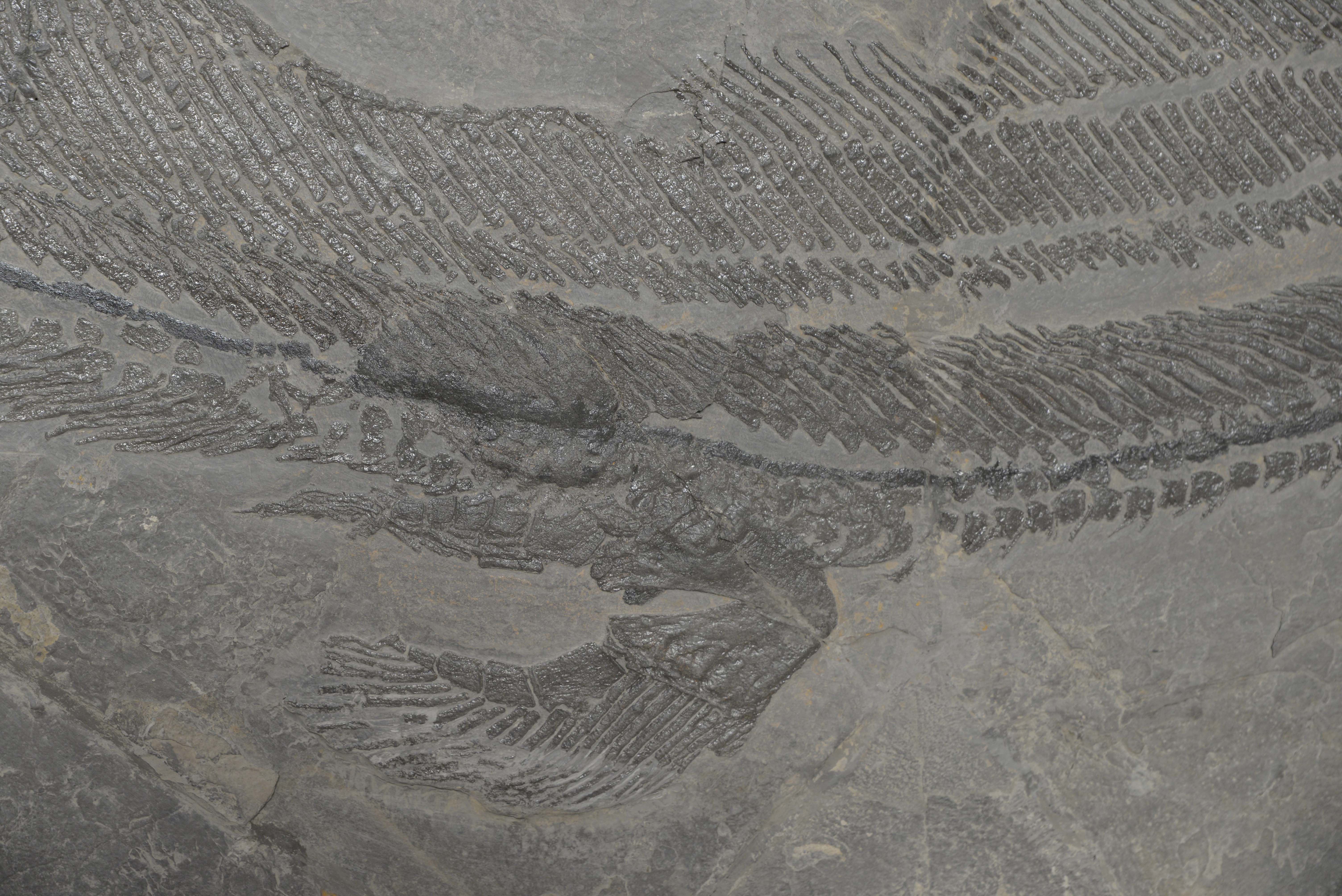 Orthacanthus senckenbergianus Museum quality