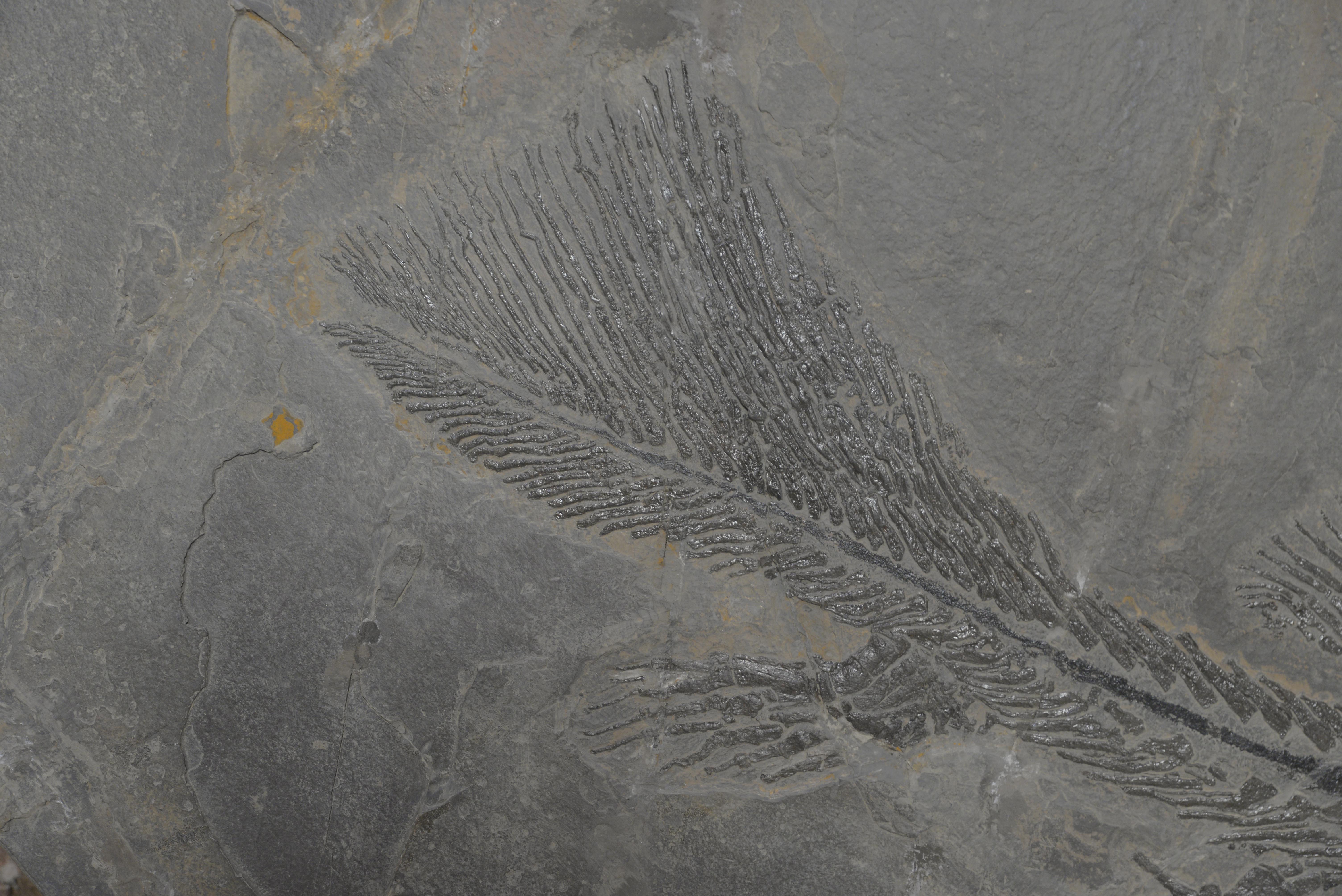 Orthacanthus senckenbergianus Museum quality