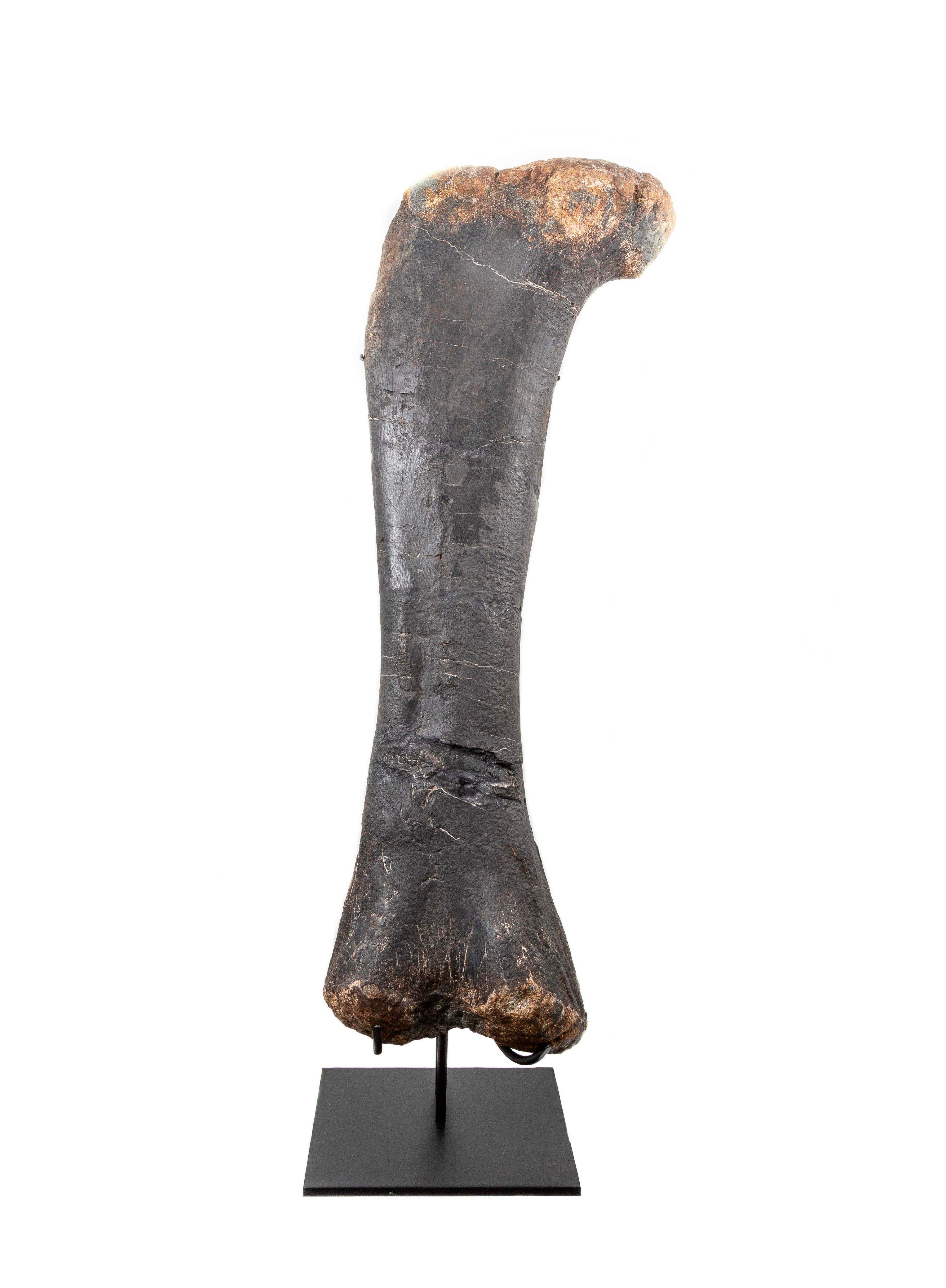 Leg bone of a Diplodocus